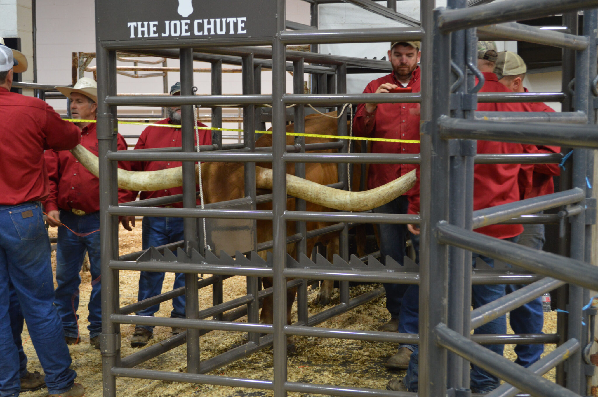 Cattle Handling Chutes for Texas Longhorns | Star Creek Ranch