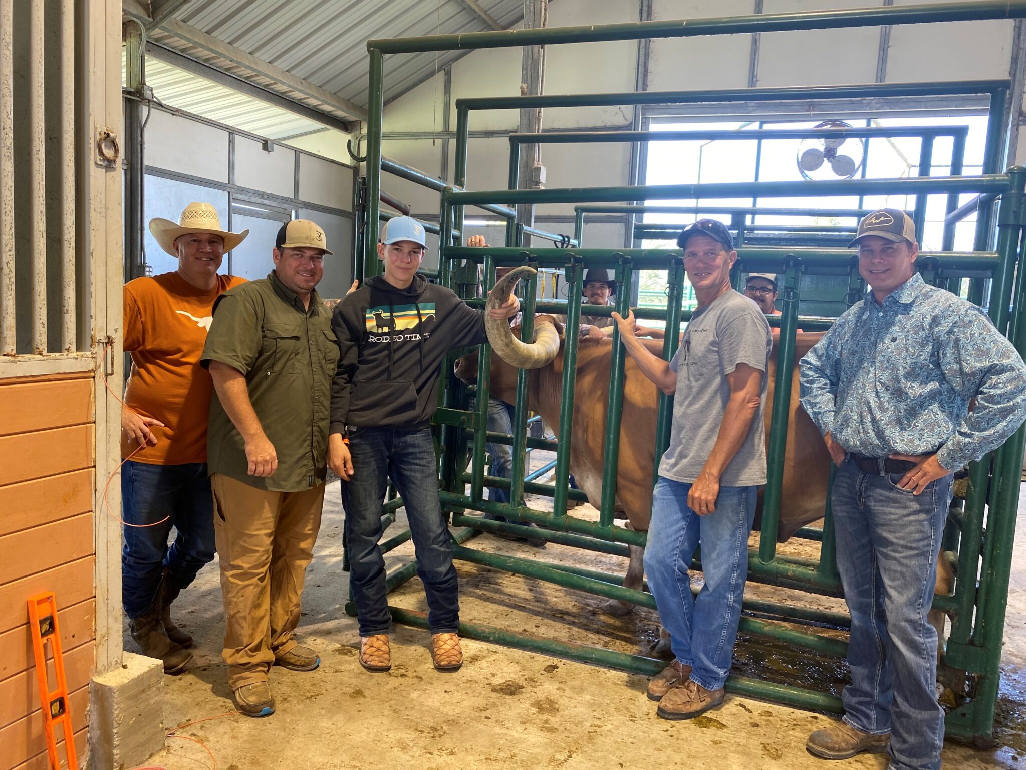 Cattle Handling Chutes for Texas Longhorns | Star Creek Ranch